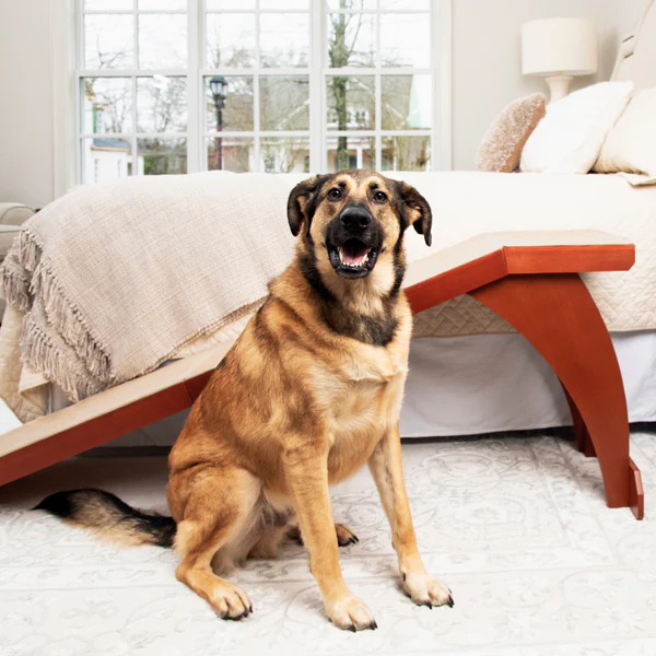 Best Dog Ramps for Senior Dogs: Safe Steps for Sore Joints – Senior Pups